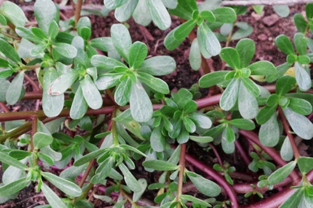 Tác dụng tuyệt vời của rau sam